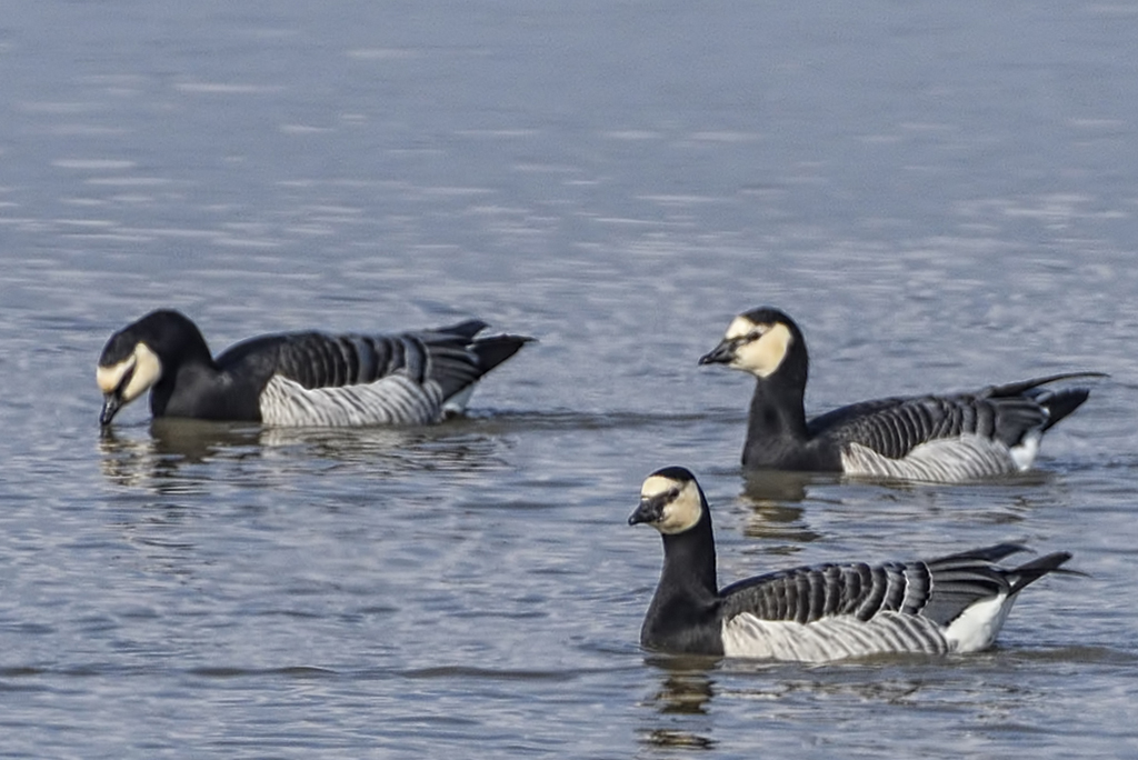 Waterbird Colour-marking Group