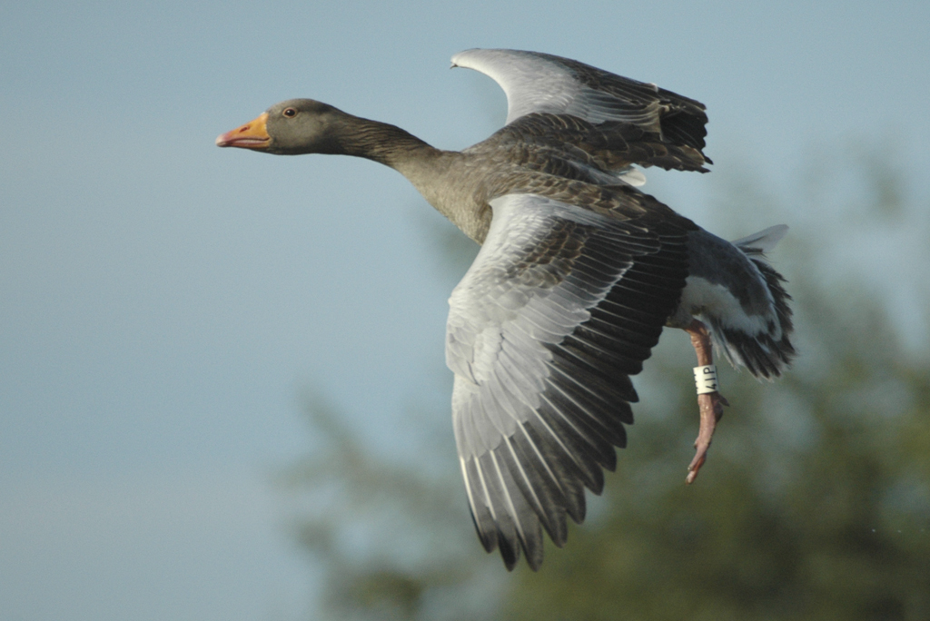 Waterbird Colour-marking Group