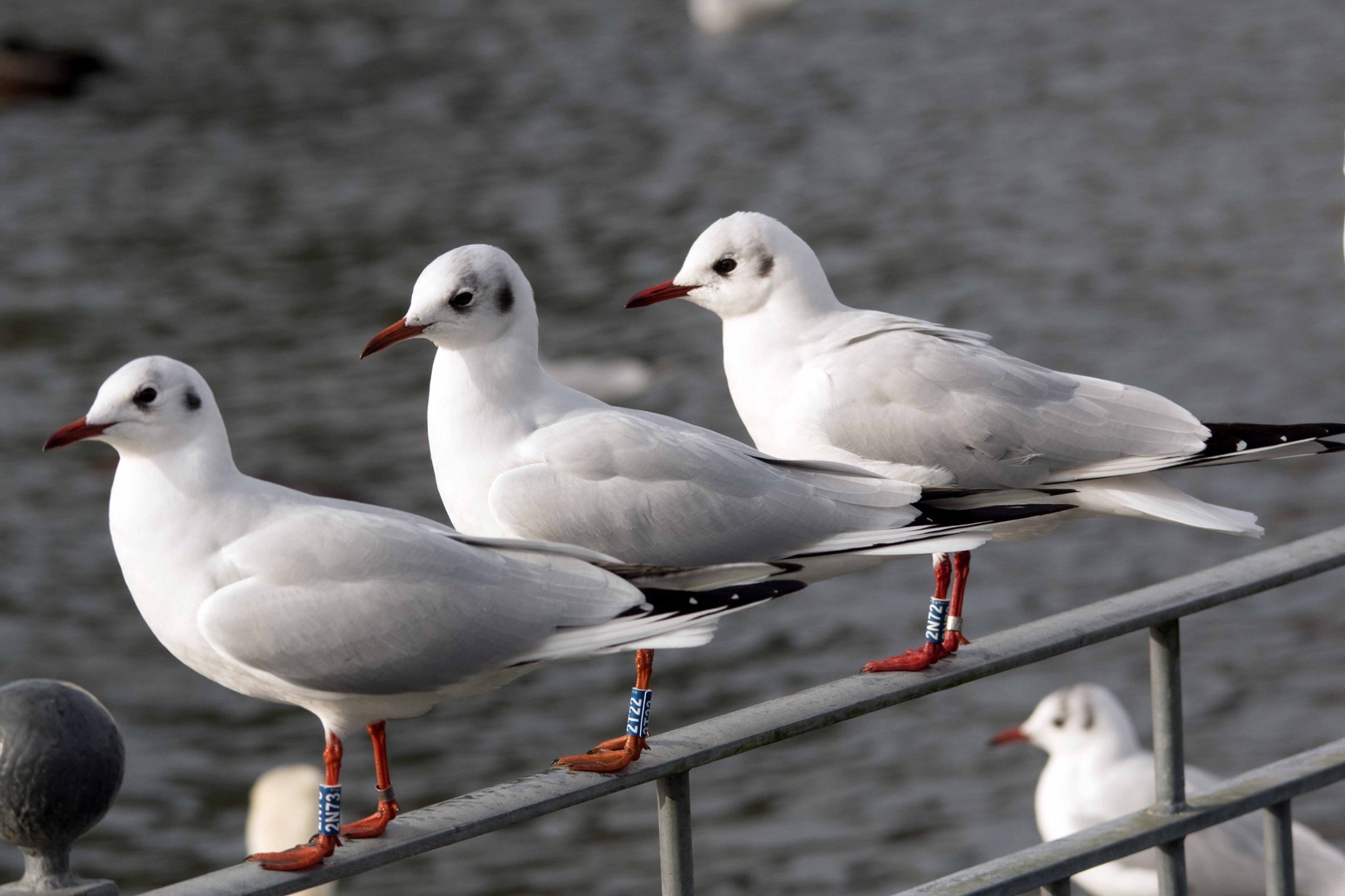 Waterbird Colour-marking Group