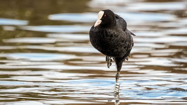 The first British ringed Coot is found in Iceland! – Waterbird Colour ...