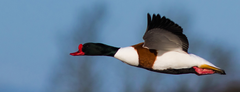 Shelduck – Waterbird Colour-marking Group