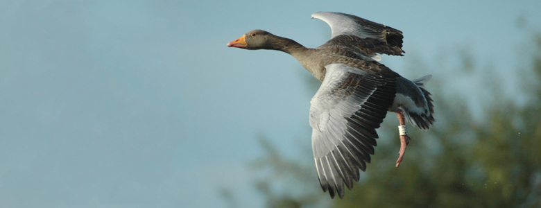 Greylag Goose – Waterbird Colour-marking Group